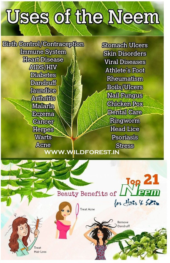 Use And Health Benefits Of Neem Leaf Azadirachta Indica