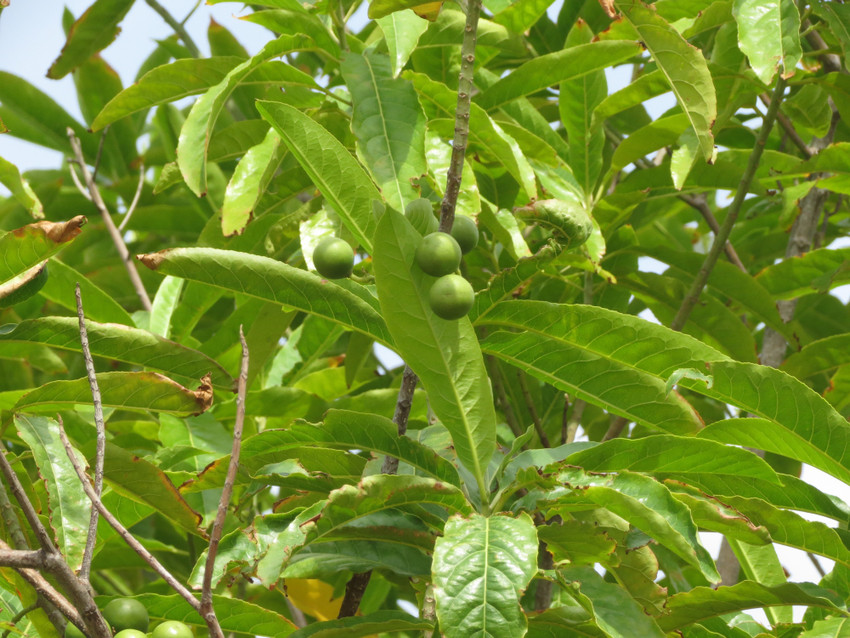 Rudraksha Tree In Kerala