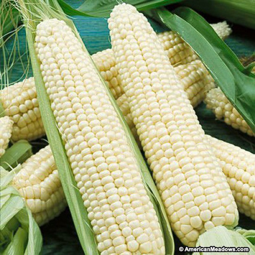 Truckers White Corn