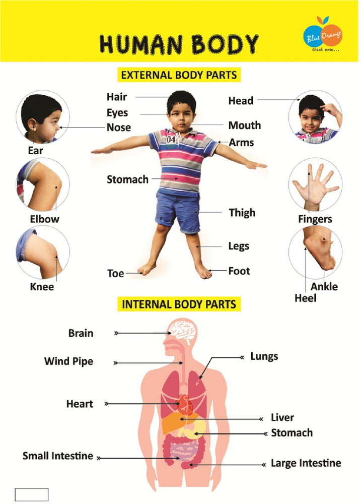 External Human Body Parts For Kids