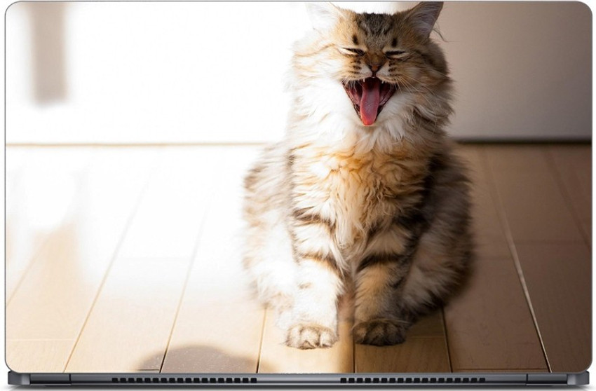 Excited Cat On Laptop