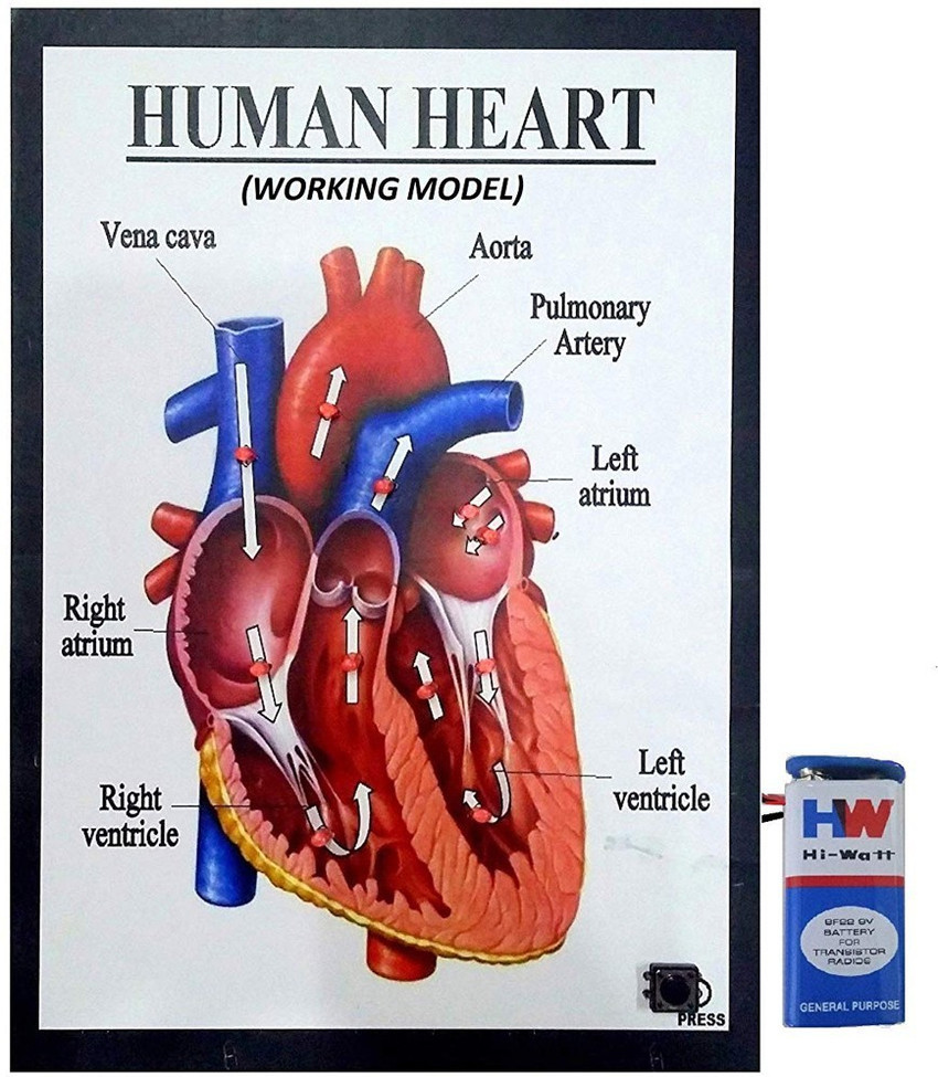 Heart Working Model Human Heart Working Model Science, 50% OFF Heart Working Model Human Heart Working Model Science, 50% OFF