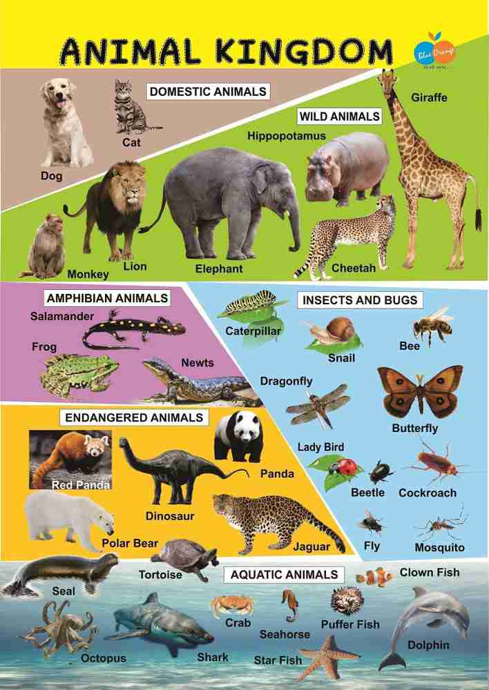 Animal Kingdom Diagram Kids