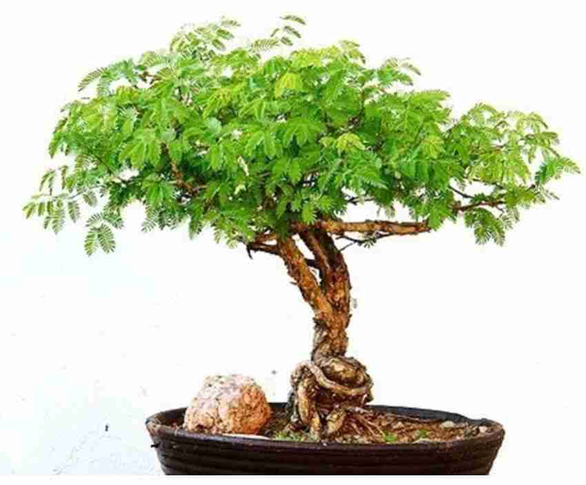 Acacia Bonsai