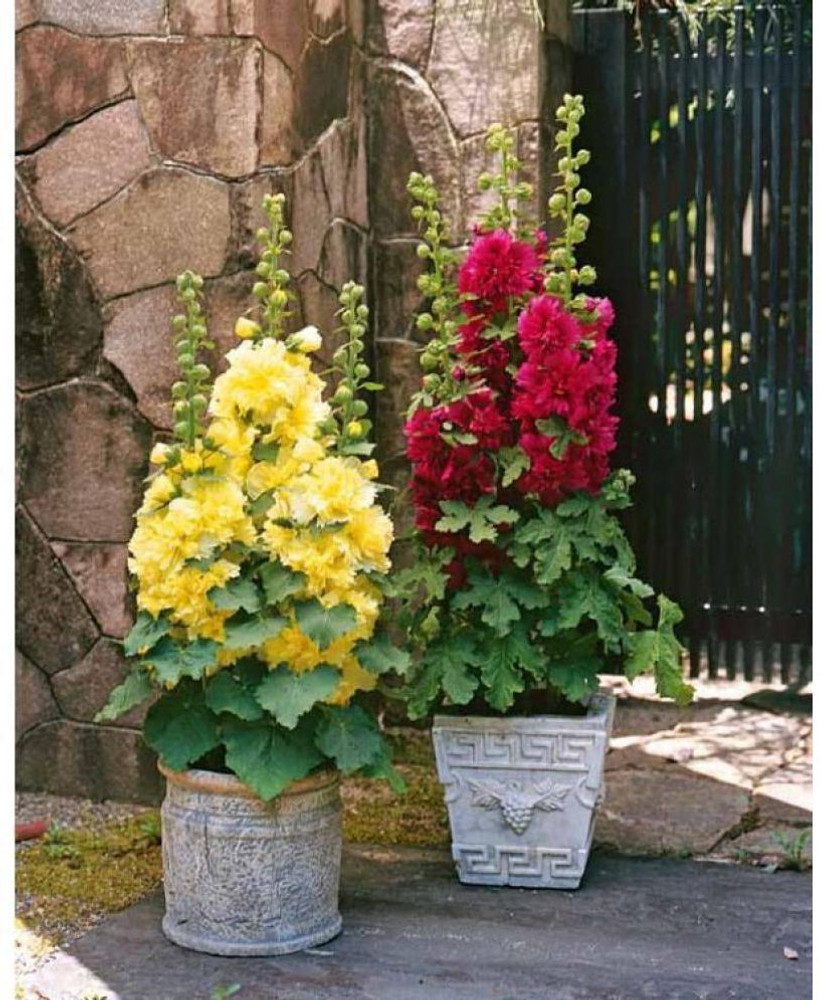 Double Hollyhock Flowers