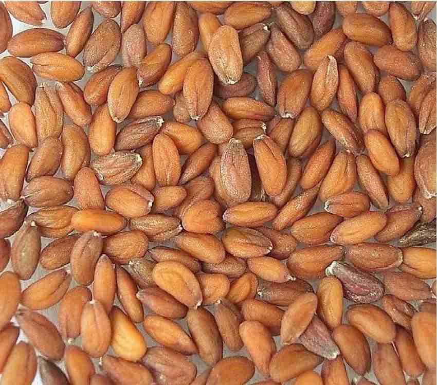 What Is Garden Cress Seeds Called In Gujarati | Fasci Garden