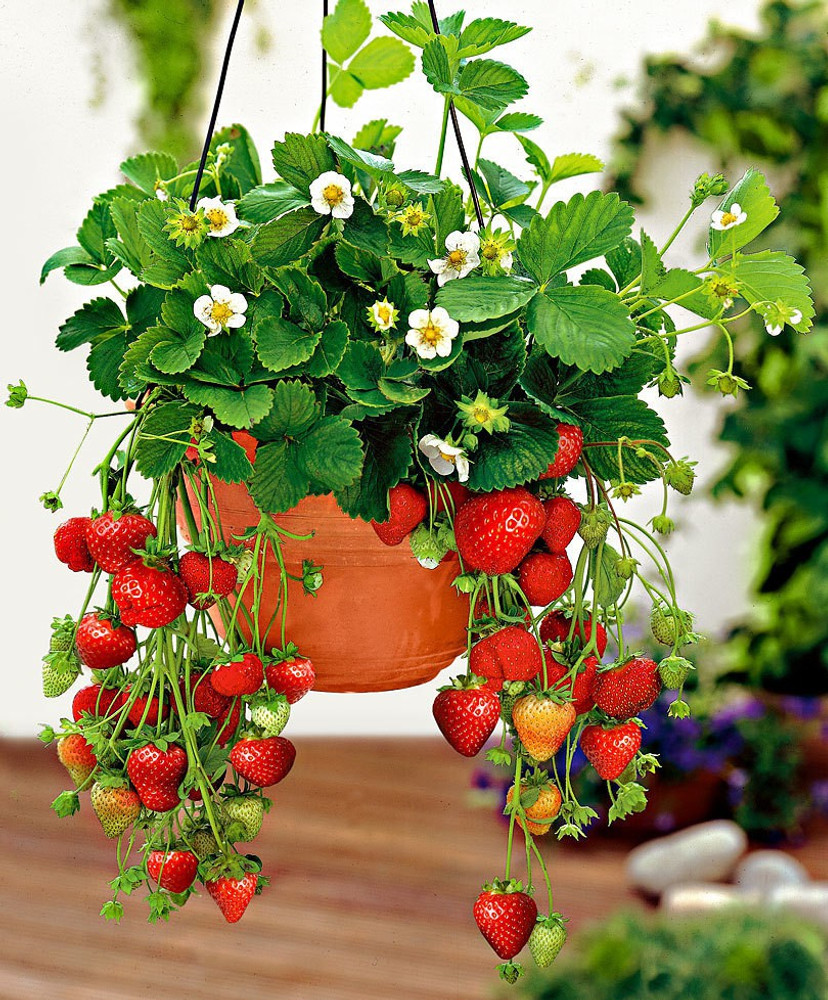 Strawberry Plant Images