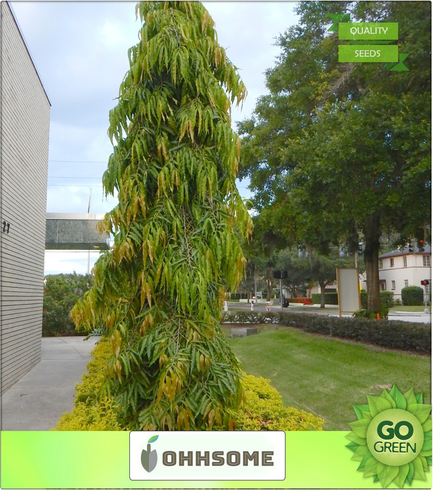 False Ashoka Tree