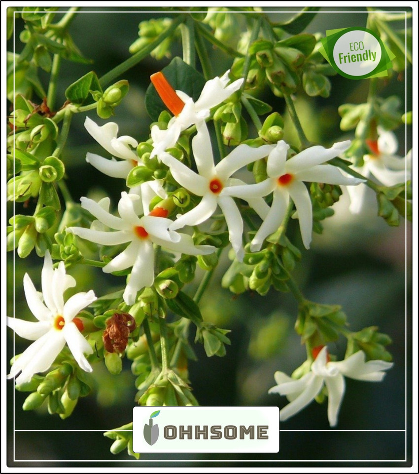 Biocarve Summer Flower Seeds | Best Flower Site