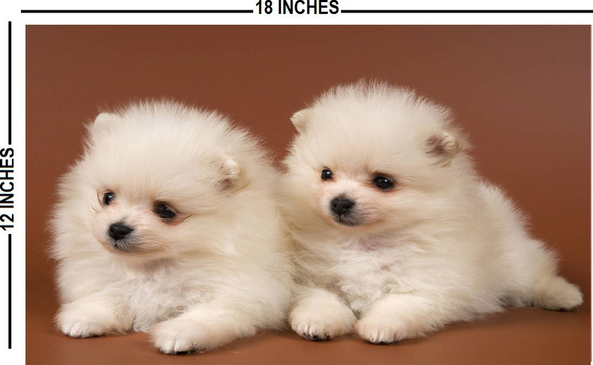 Pictures Of Cute Baby Dogs