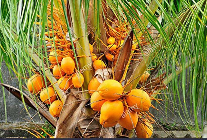 Kerala Coconut Tree Images