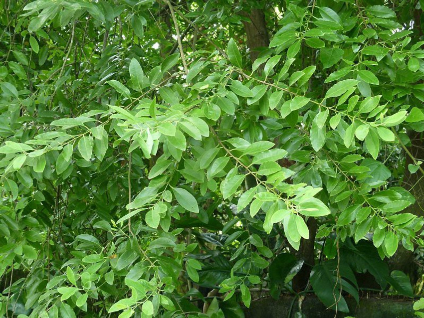 White Sandalwood Tree