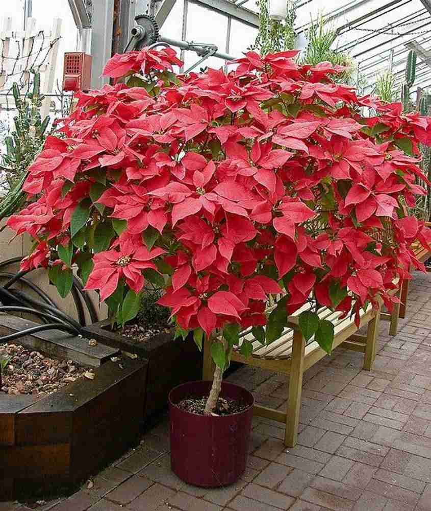 Poinsettia Plant Stand