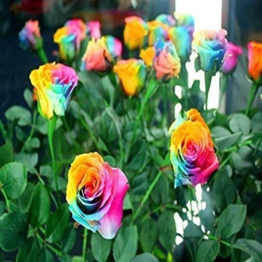 Real Pretty Rainbow Flowers