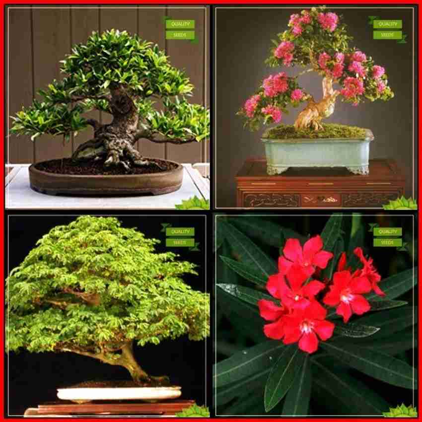 Bonsai Flower Fruit Seeds | Best Flower Site