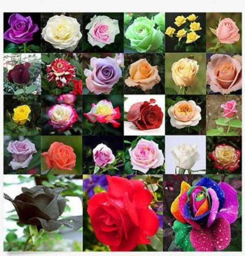 Rose Flowers All Colors | Best Flower Site