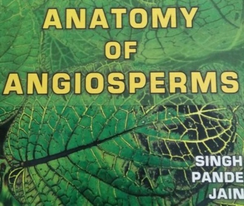Anatomy Of Angiosperms Differences Between Angiosperm And Gymnosperm