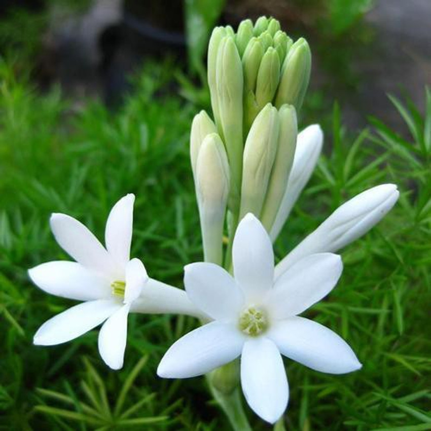 Rajnigandha Flower Hd Pic | Best Flower Site