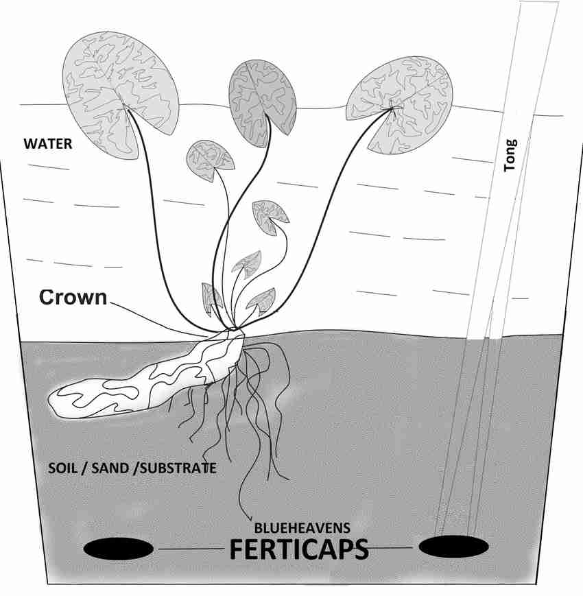 Water Hyacinth Diagram