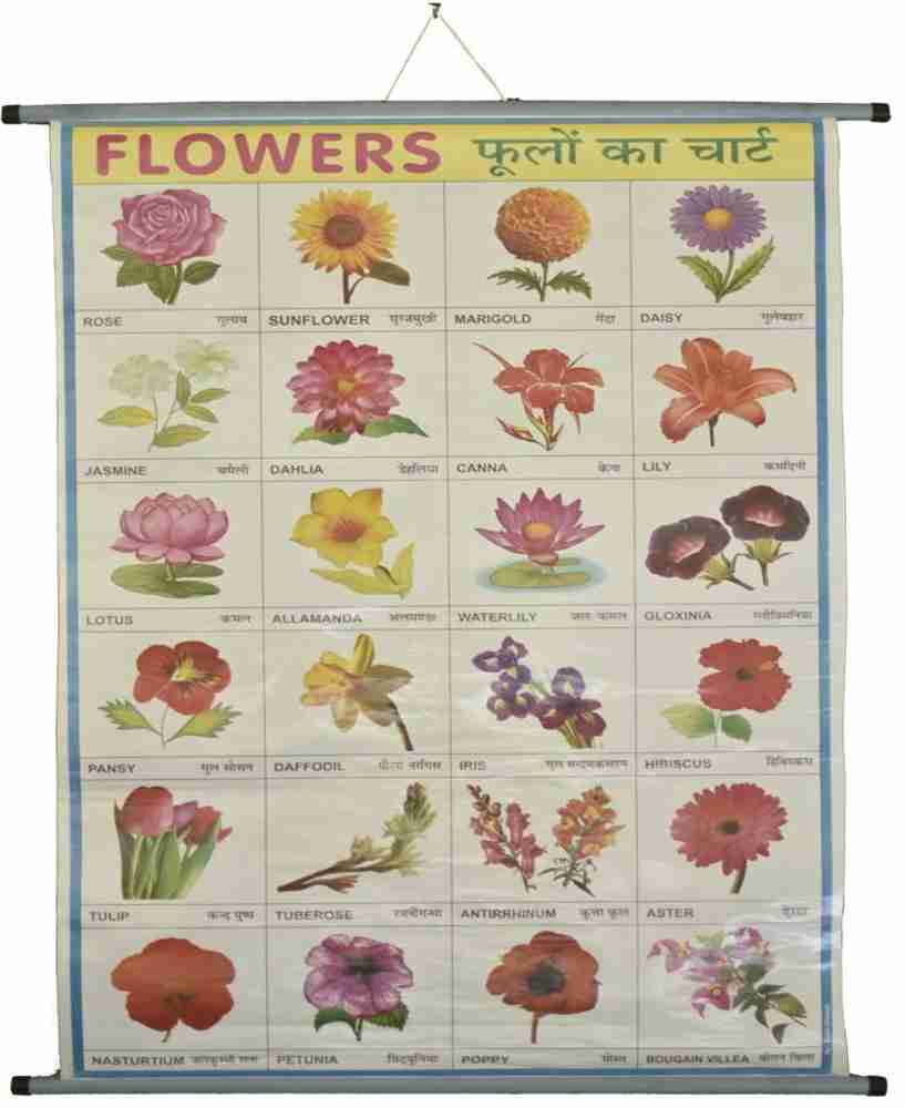 Types Of Flowers Chart Flower Chart: Each Flower Speaks For Itself.