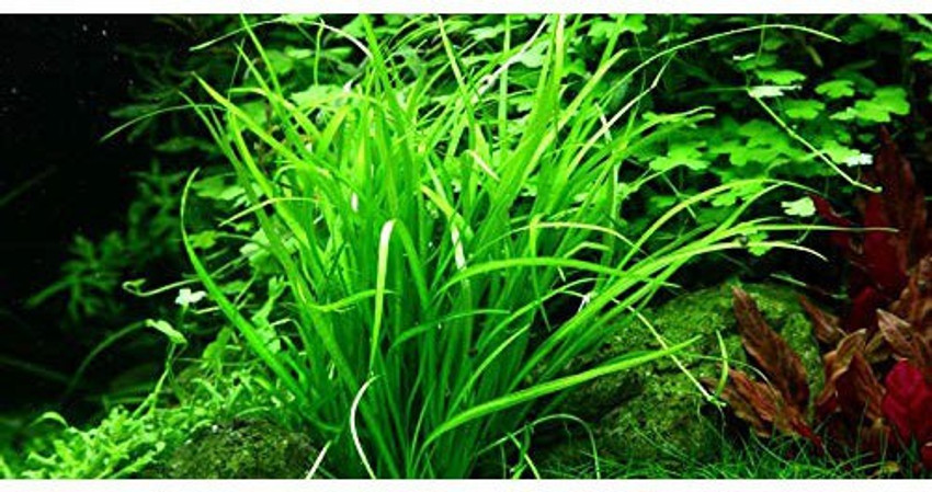 Echinodorus Tenellus Carpet
