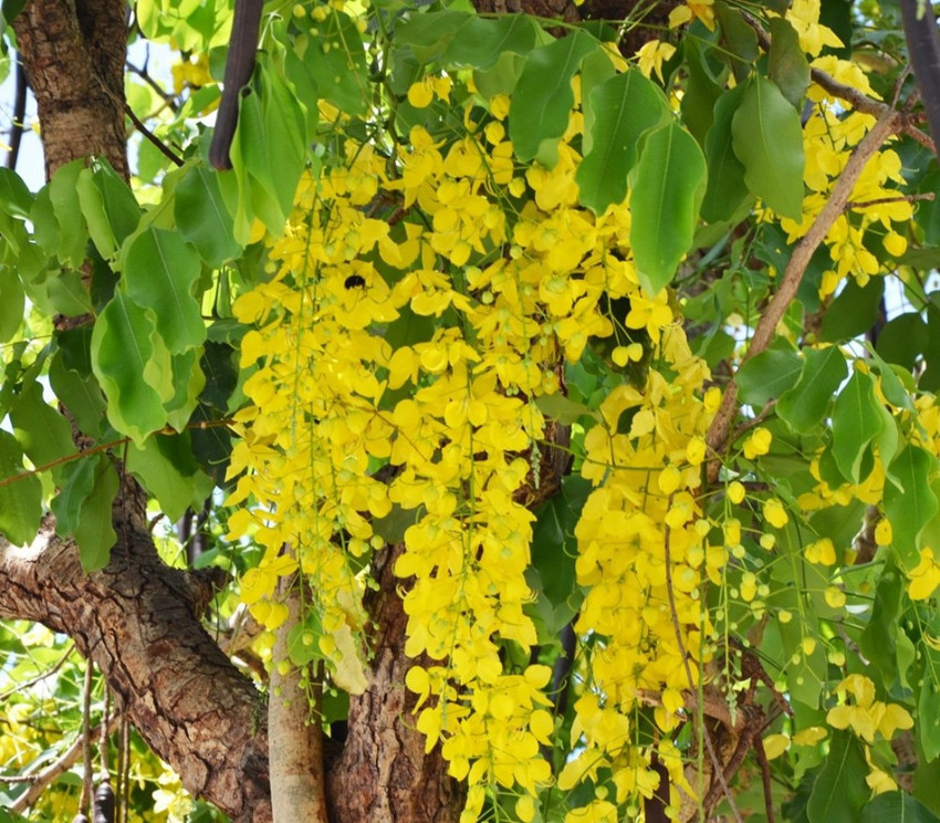 Cassia Fistula Golden Shower Tree Seeds, 48% OFF