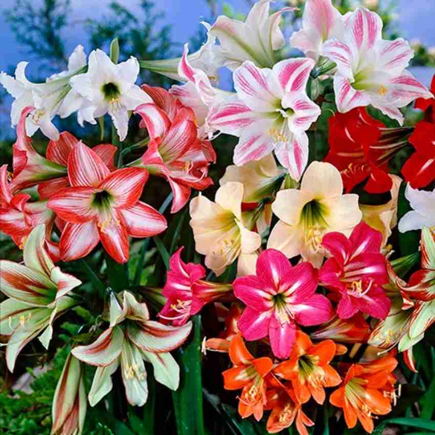 Amaryllis Flower Seeds | Best Flower Site