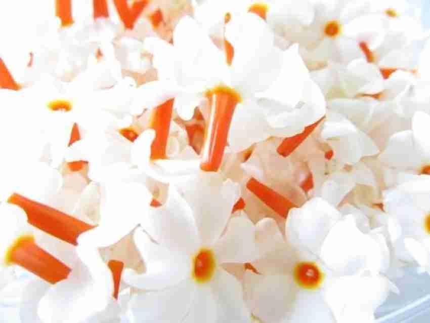 Shiuli Flower Wallpaper | Best Flower Site