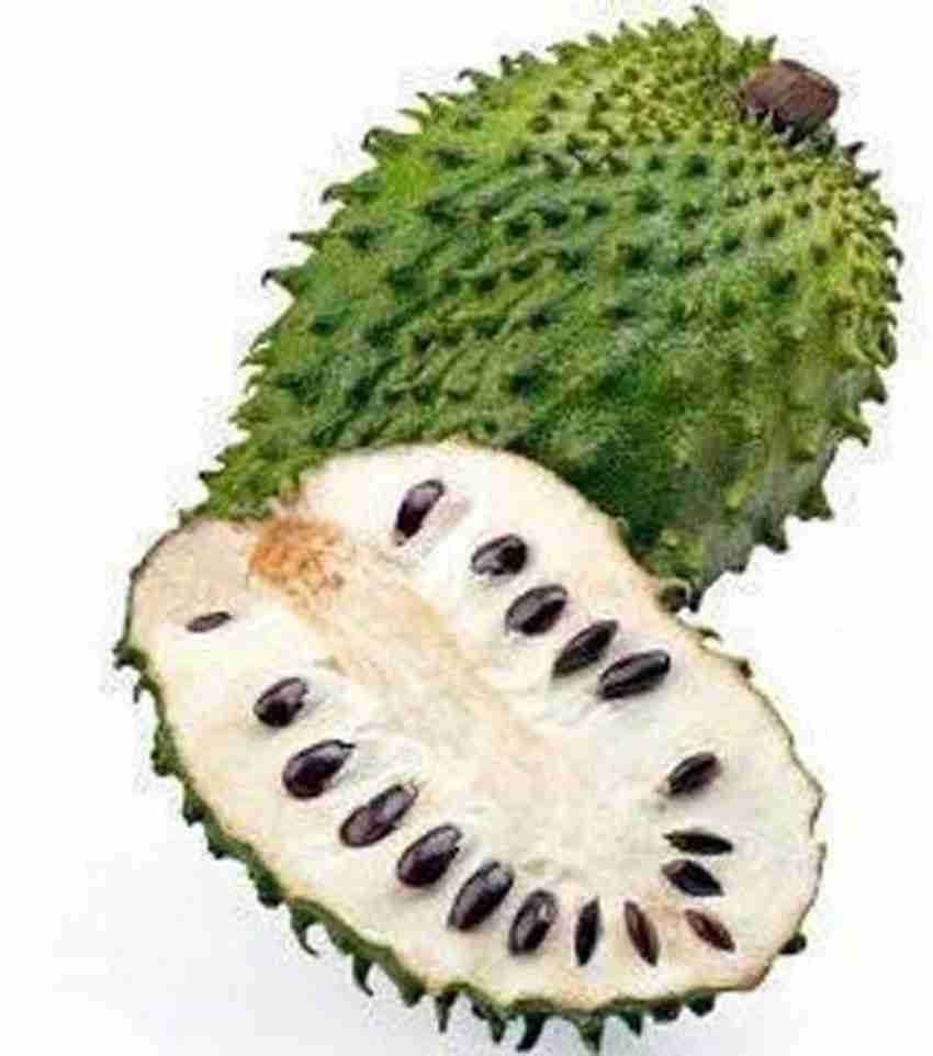 Arvore De Graviola Em Kerala