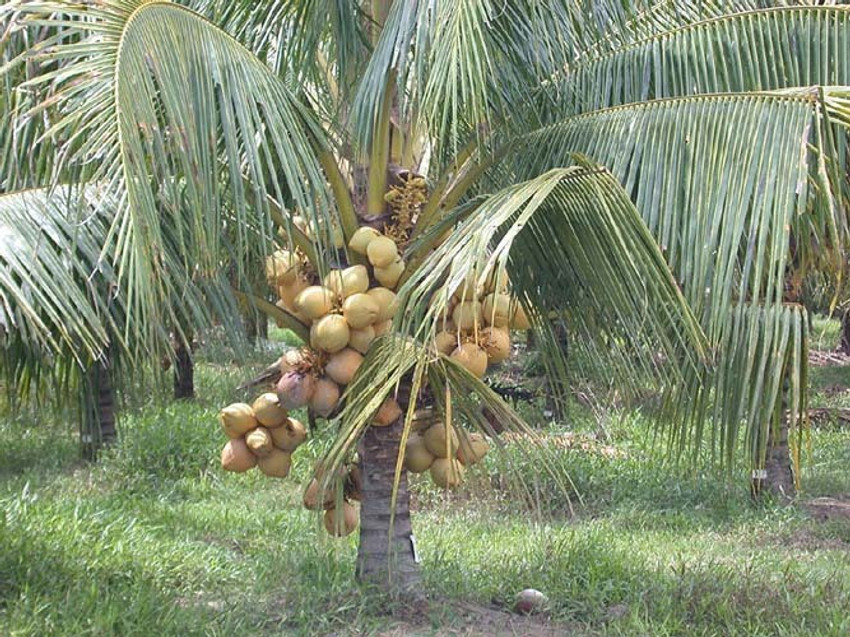 Kerala Coconut Tree Images