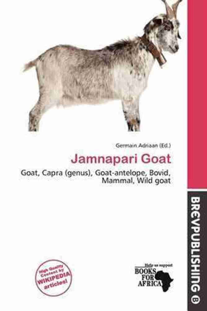 Jamnapari Goat