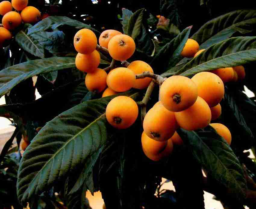 Loquat Fruit