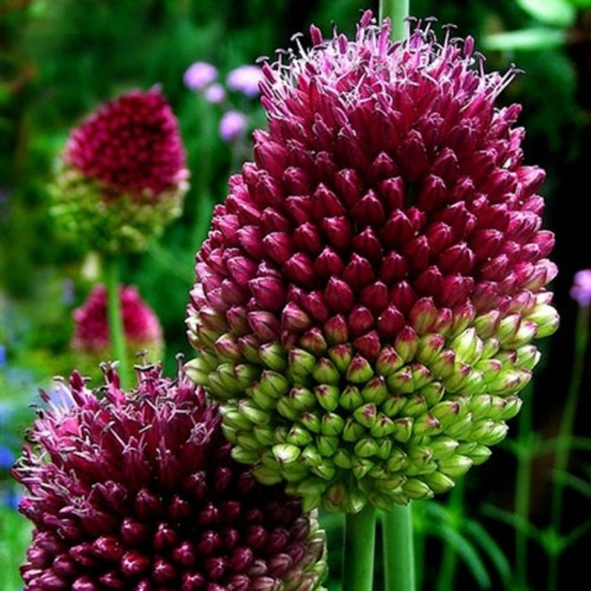 Red Allium Flower