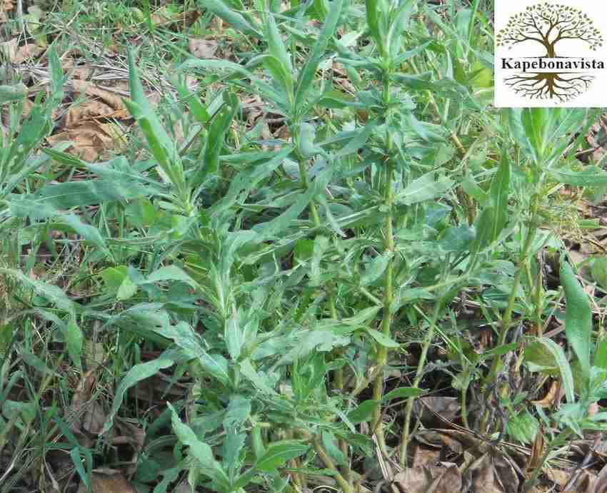 Hygrophila Auriculata