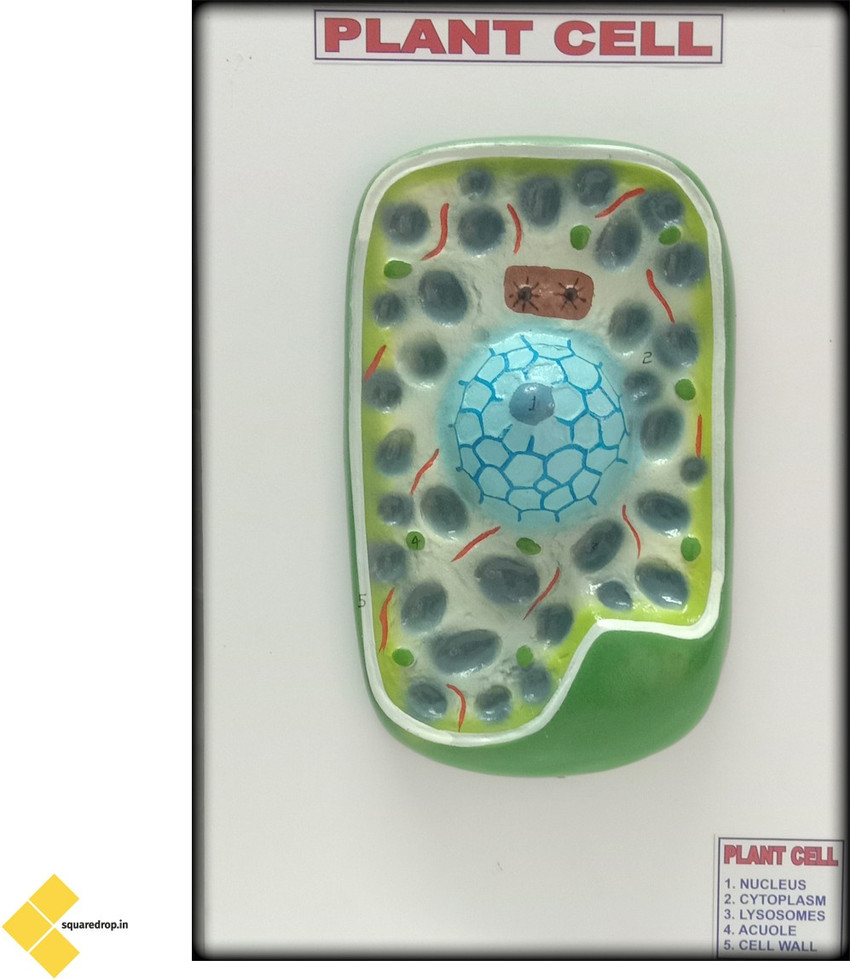 Plant Cell Model By Kids