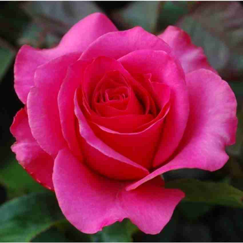 Royal Beautiful Pink Rose Flower Images | Best Flower Site