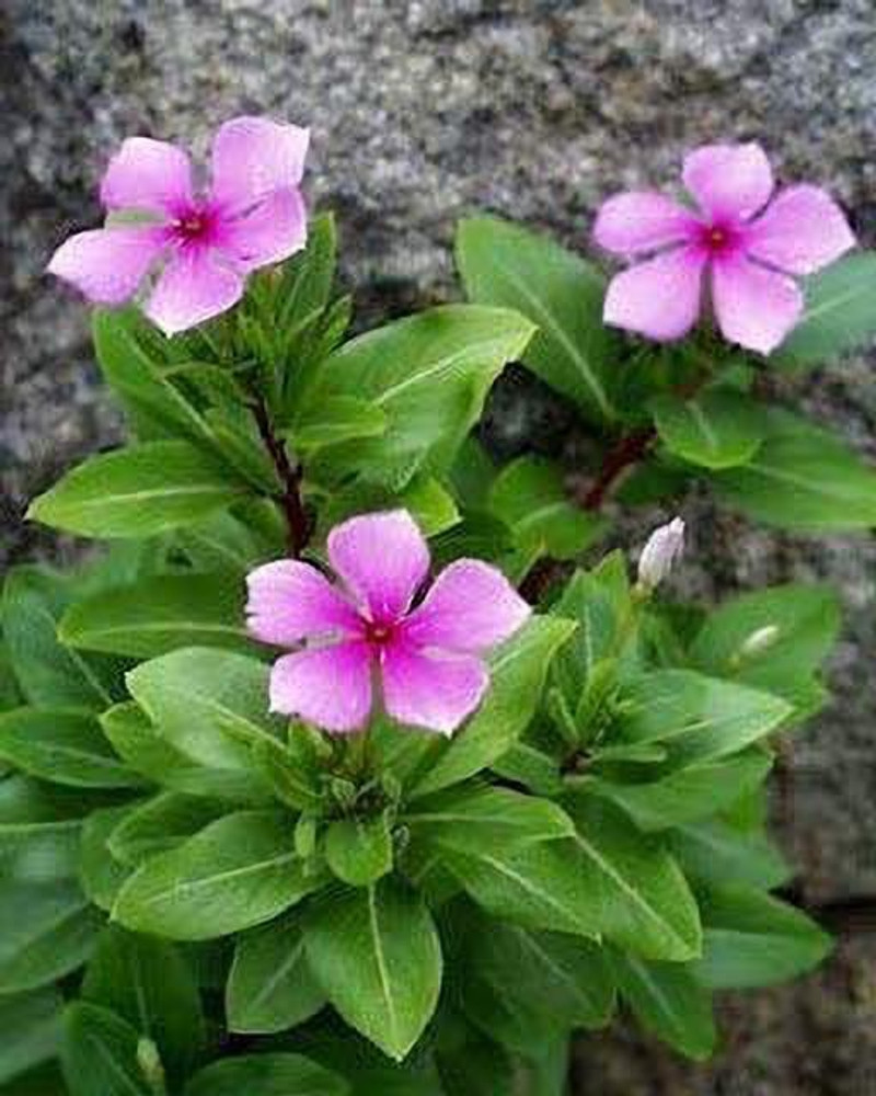 EdensField Sadabahar Plant Price in India Buy EdensField Sadabahar Plant online at Flipkart