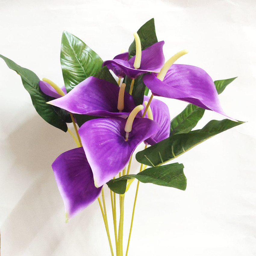 Purple Peace Lily