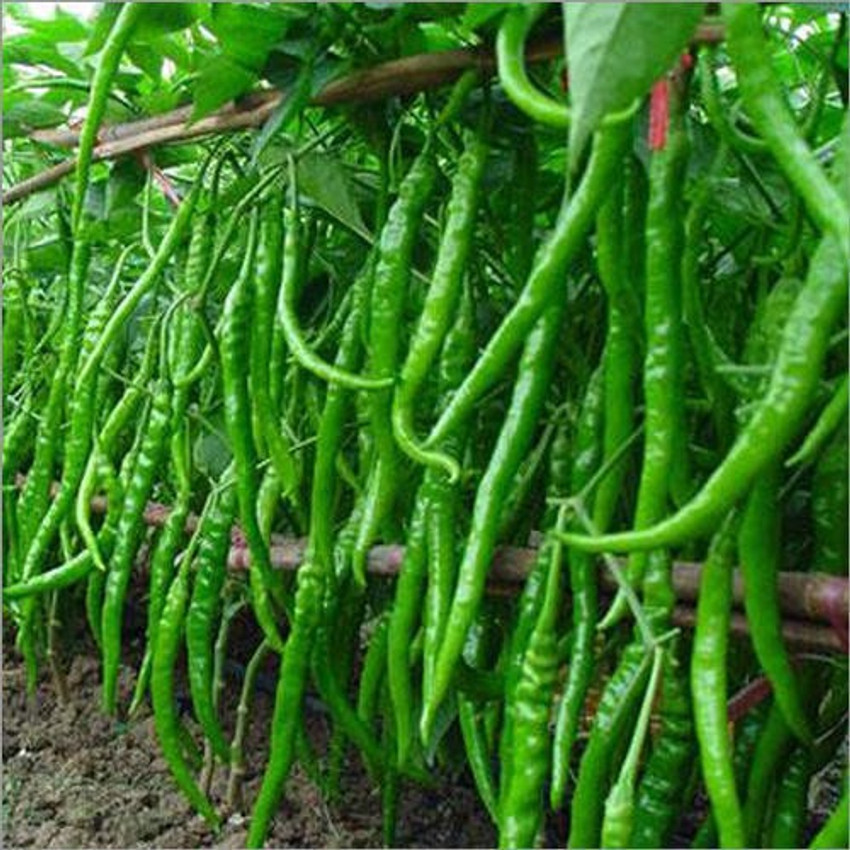 Green Chilli Tree