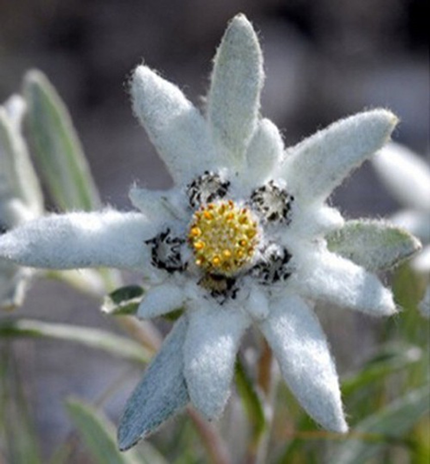 Edelweiss National Flower Of Austria | Best Flower Site