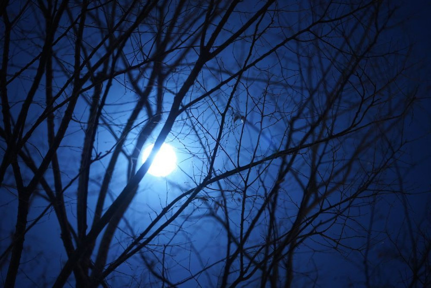 Romantic Moonlit Night
