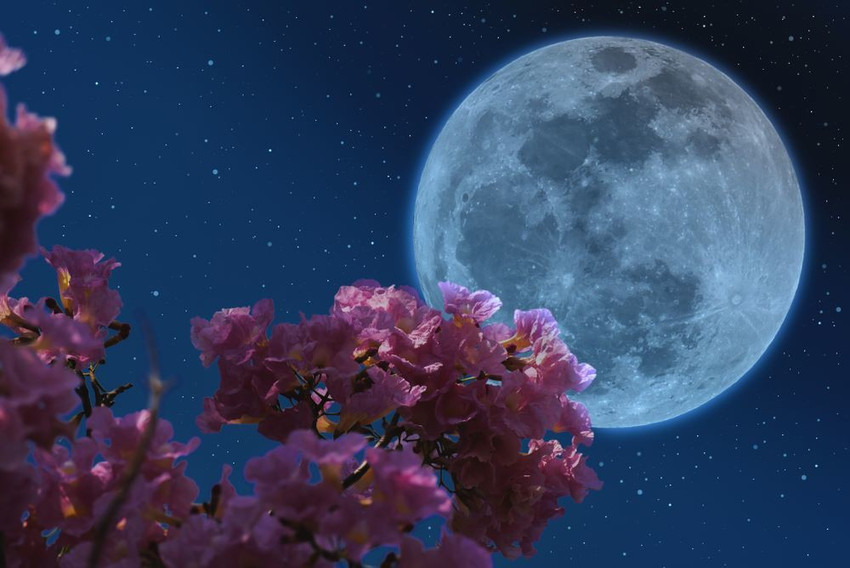 Flower Moon Quotes