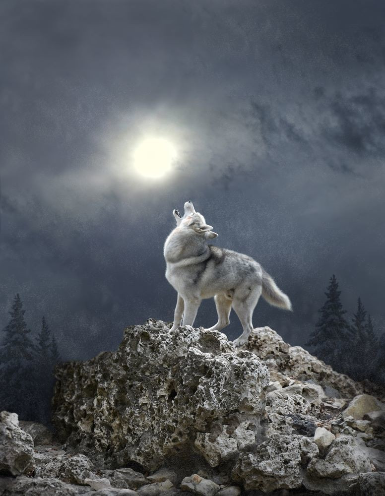Moon And Wolf Quotes