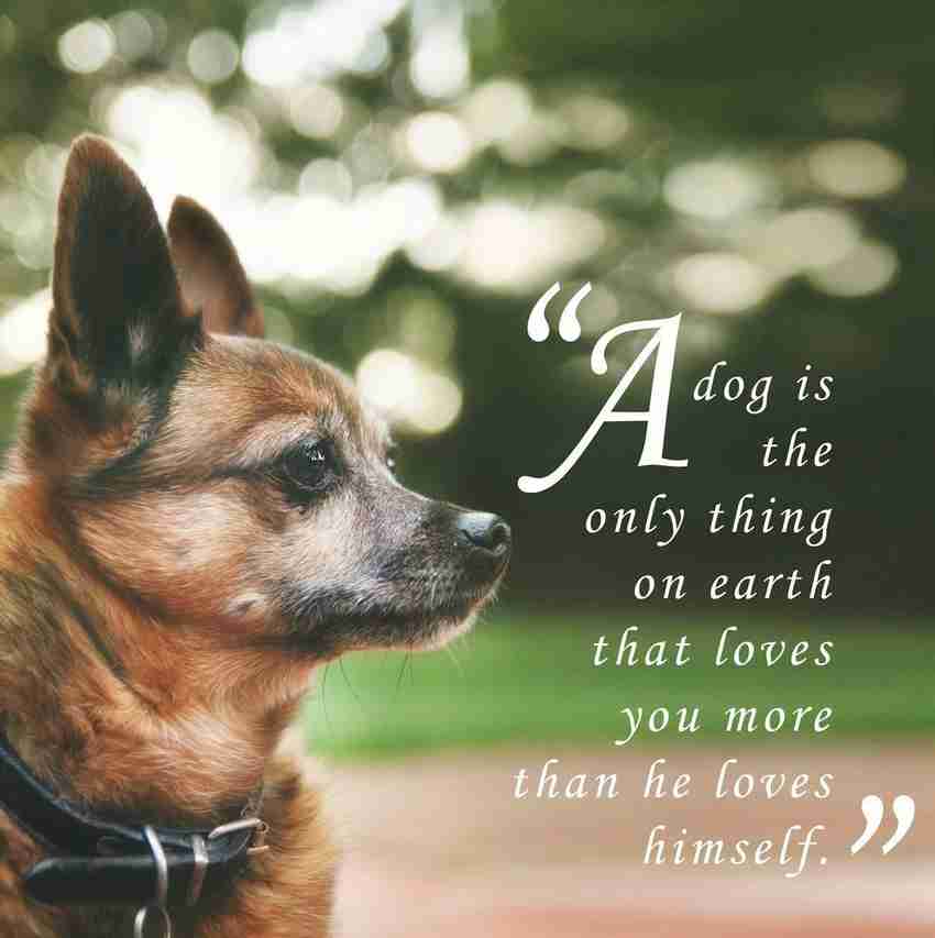 Dog Posters With Quotes 240 Dog Posters & Art Ideas | Dog Poster,