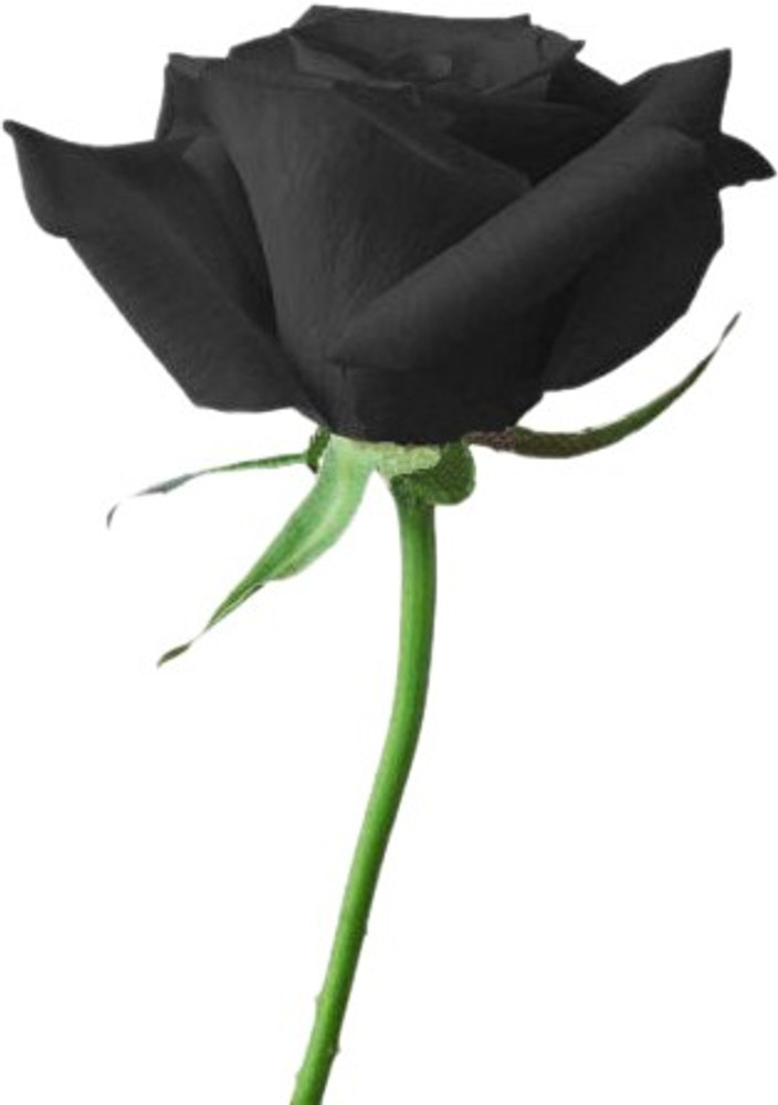 Bleeding Black Rose