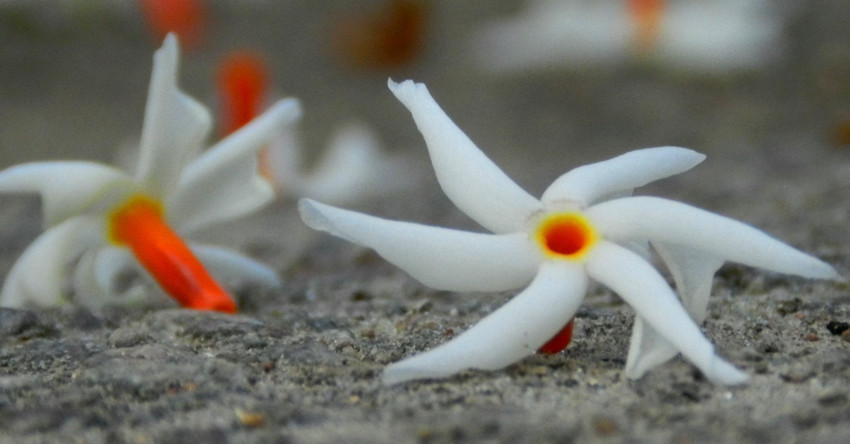 Parijata Flower Plant In Bangalore | Best Flower Site