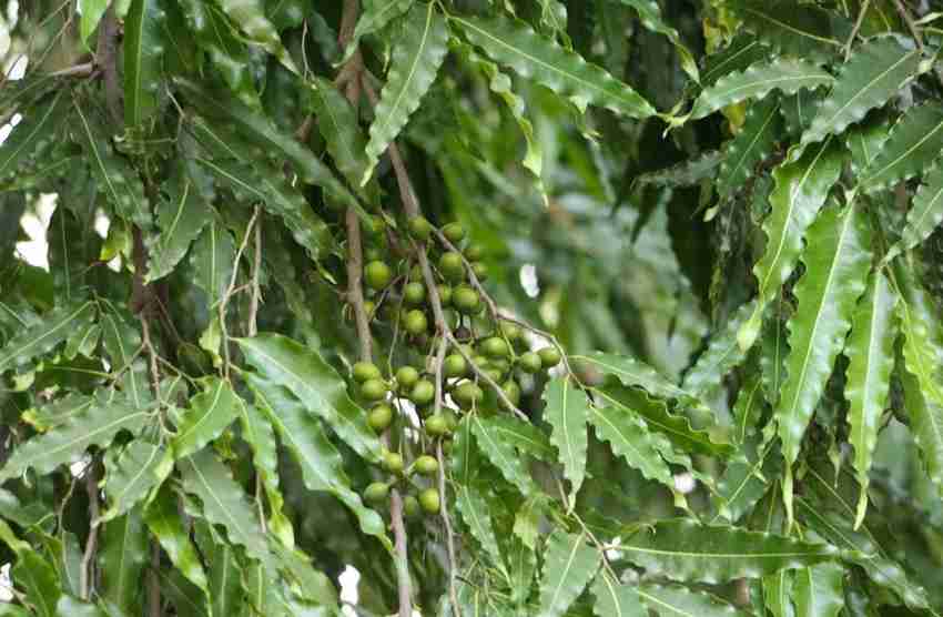 Polyalthia Longifolia