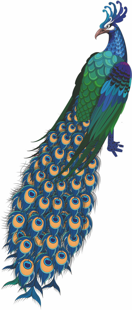 Beautiful Peacock Designs