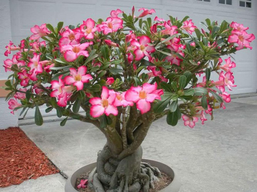 Kalachuchi Bonsai