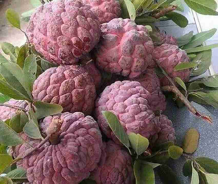 Red Sugar Apple